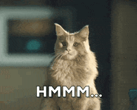 Suspicious Cat Gif