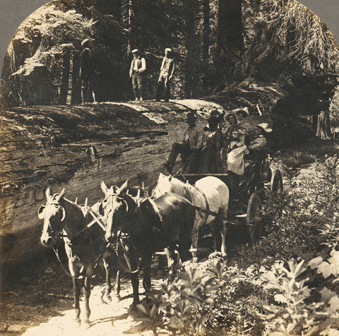 Turn Of The Century Forest GIF by Vintage 3D - Find & Share on GIPHY