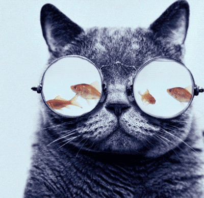 Cat With Glasses Gif