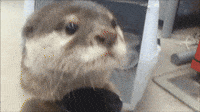 Otters Gif