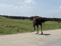 Ostrich Gif