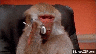 Office Monkey GIFs - Find & Share on GIPHY