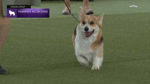 Corgi Valp Gif Corgi GIFs | Tenor