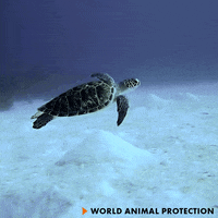 Sea Turtle Gif