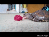 Turtle Eating Lettuce Gif
