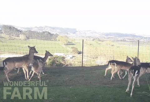 Deer Jumping GIFs - Get the best GIF on GIPHY