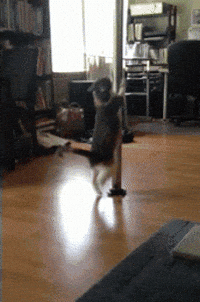 Pole Dancing Cat Gif