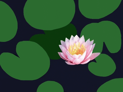 Lotus Feet GIFs - Get the best GIF on GIPHY