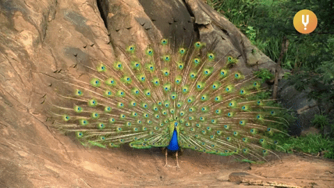 Tail Feathers GIFs - Get the best GIF on GIPHY