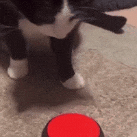 Oh Hell No Gif Cat Dark_humour Hell Memes & GIFs Imgflip