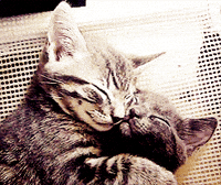 Cat Cuddle Gif