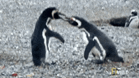 Penguin Slap Animated Gif