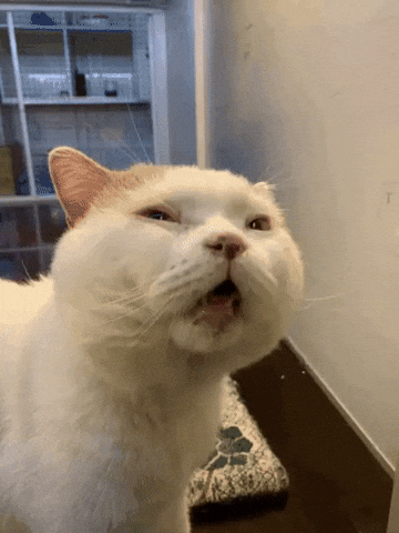 Cat Makeup Gif | Saubhaya Makeup