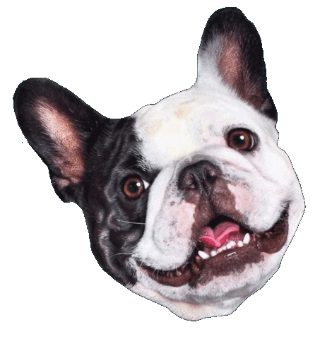 Best Dog Gifs by Diggs Pet | GIPHY