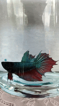 Betta Fish Fighting Gif