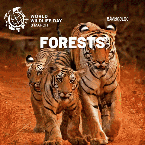 Wild Life GIF by Bambooloo, 0% Plastic 100% Love - Find & Share on GIPHY