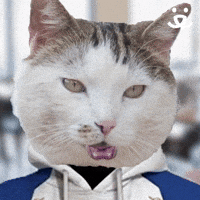 Cat-on-watch GIFs - Get the best GIF on GIPHY