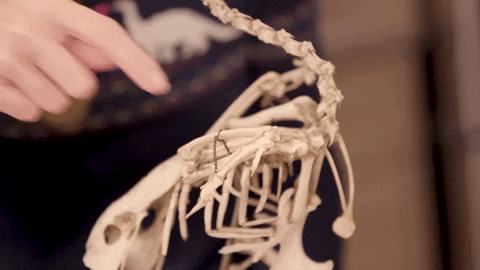 Boney The Skeleton GIFs - Get the best GIF on GIPHY