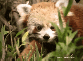 Red Panda GIFs - Find & Share on GIPHY