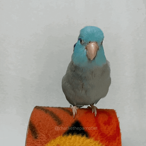 Blue-parrot GIFs - Get the best GIF on GIPHY