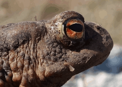 Bufo Bufo GIFs - Get the best GIF on GIPHY