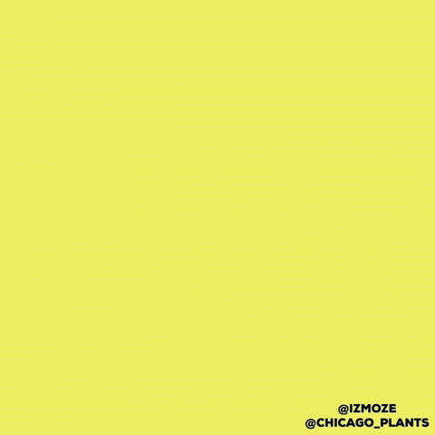 Chicago Plants GIFs on GIPHY - Be Animated