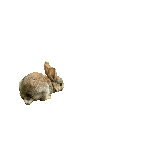 Rabbit Jumping Gif