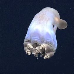Ocean Animals Animated Gif