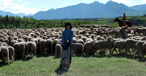 The-sheep-just-gives-up GIFs - Get the best GIF on GIPHY