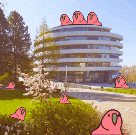 Dancing Parrot GIFs - Get the best GIF on GIPHY