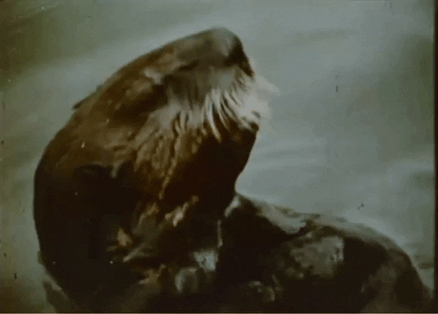 Wildlife GIFs on GIPHY - Be Animated