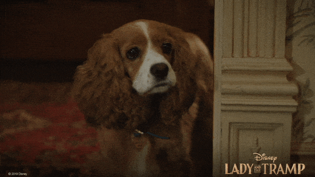 Battle Tactics Left Out Of The Redwall Books GIFs - Get the best GIF on ...