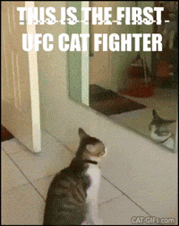 Shaq Gold Bond Gif Cat