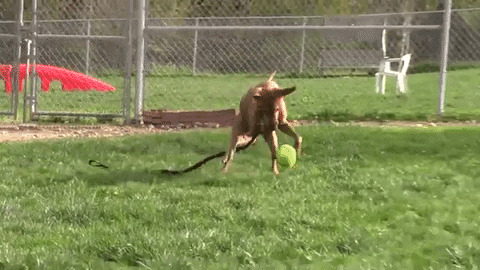Dog Playful GIFs - Get the best GIF on GIPHY