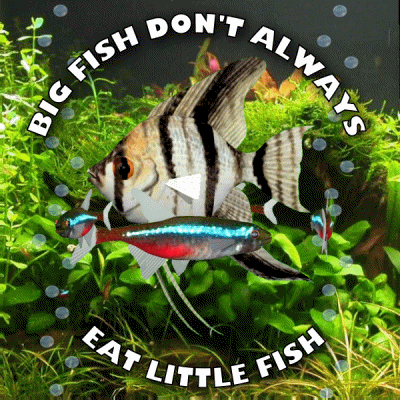 Predatory-fish GIFs - Get the best GIF on GIPHY