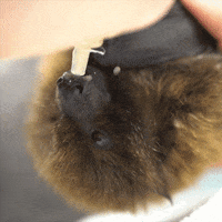 Baby Fruit Bat Gif