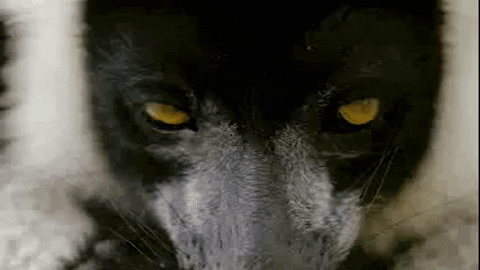 Wolf Eye Gif Tumblr