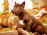 Baby Wolf Howling Gif