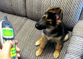 Lost Puppy GIFs - Get the best GIF on GIPHY