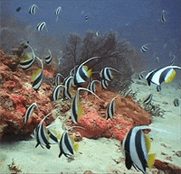 Animated School Of Fish Gif