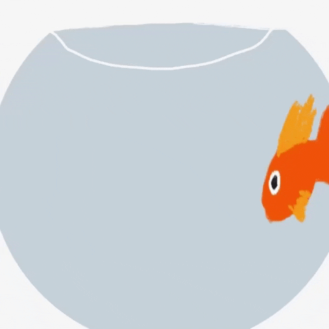 Goldfish Bowl GIFs - Get the best GIF on GIPHY