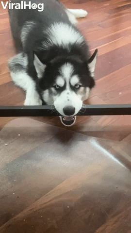 Husky Gif
