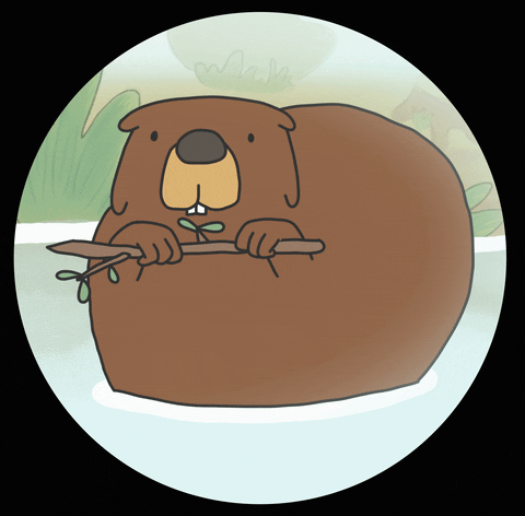 Wildlife Beaver GIF by Cut the Mustard - Find & Share on GIPHY