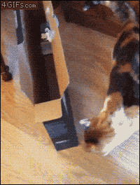 Cat Fail Gif