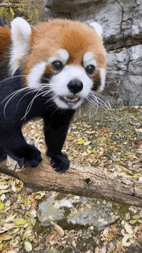 Red Panda Surprised Gif