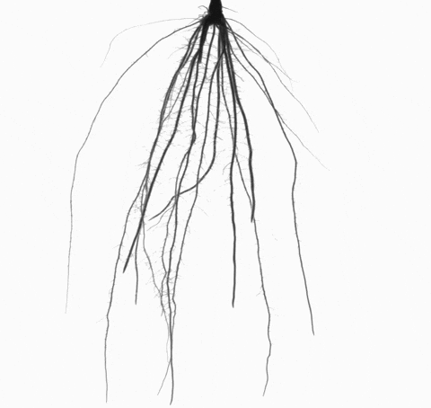 Root System GIFs - Find & Share on GIPHY