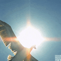 Flying Bird Gif