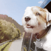 Happy Dog Gifs