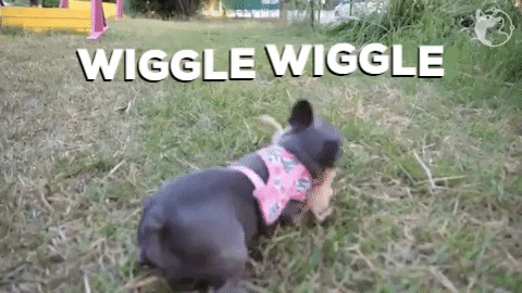 Wiggle Wiggle Wiggle Dog