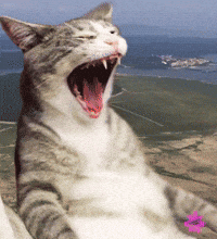 Wtf Cat Animated Gif